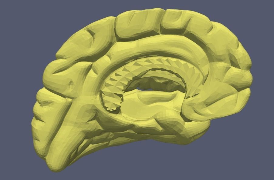 3D Model of Human Brain v3 3D model | CGTrader