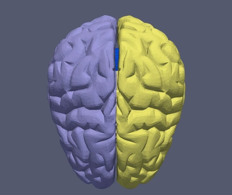3D Model of Human Brain v3 3D model | CGTrader
