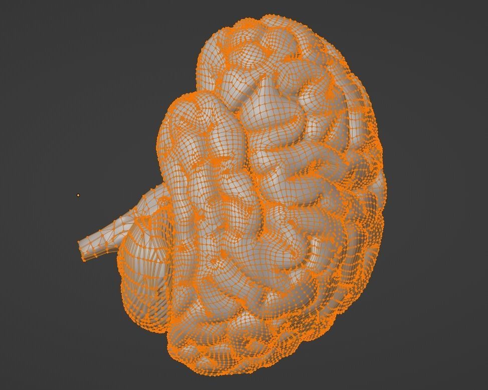 3D Model of Human Brain v3 3D model | CGTrader