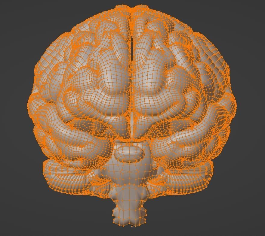 3D Model of Human Brain v3 3D model | CGTrader