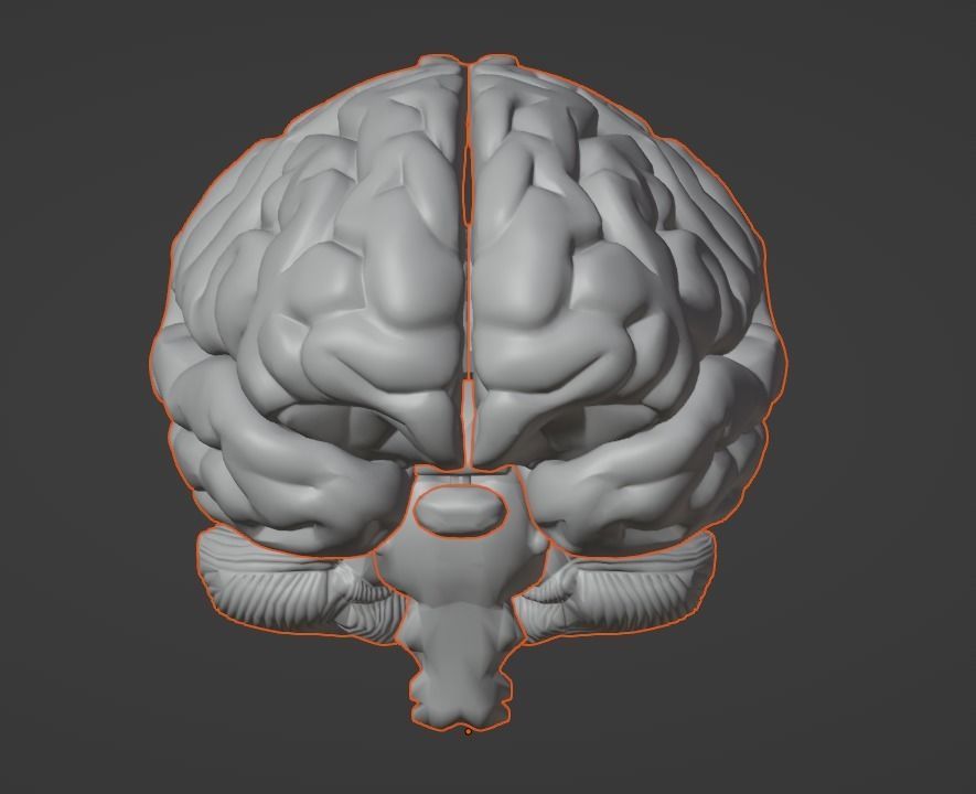 3D Model of Human Brain v3 3D model | CGTrader