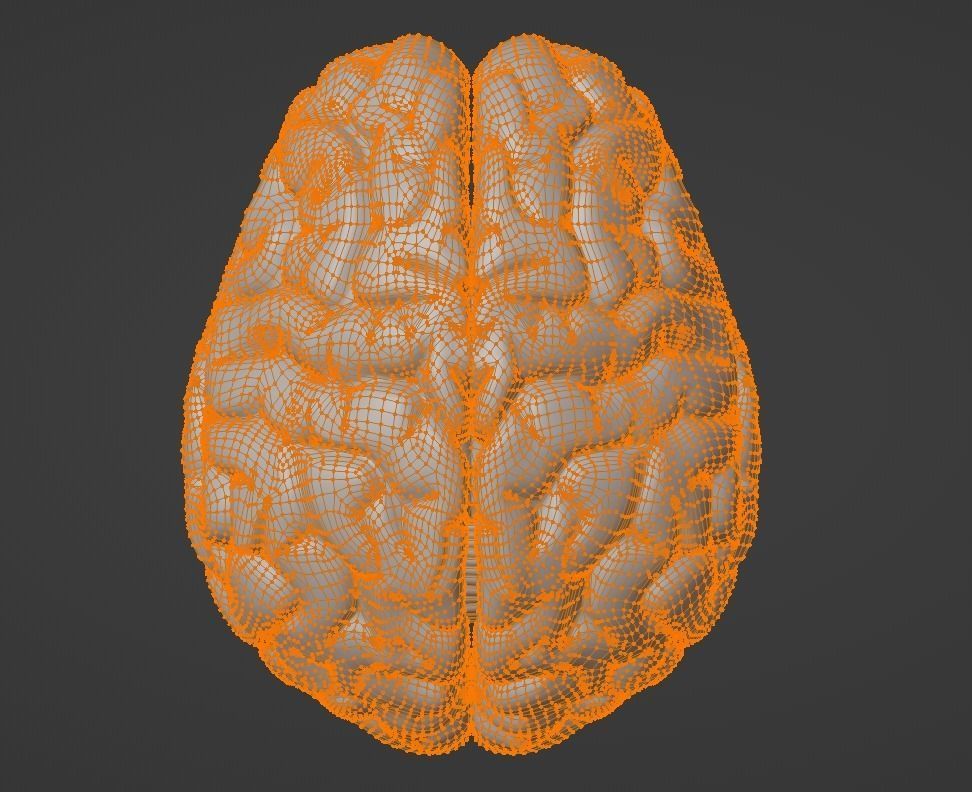 3D Model of Human Brain v3 3D model | CGTrader