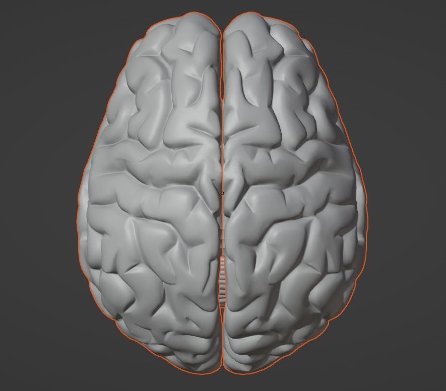 3D Model of Human Brain v3 3D model | CGTrader