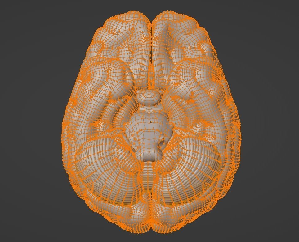 3D Model of Human Brain v3 3D model 3D printable | CGTrader