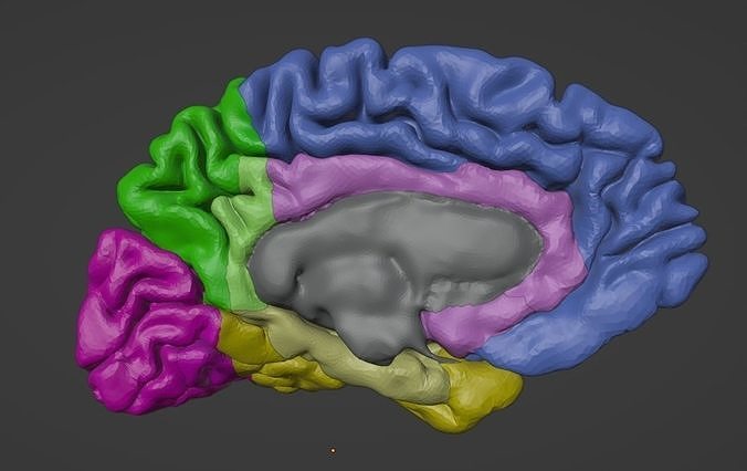 3D Right Brain Hemisphere Model 3D model | CGTrader