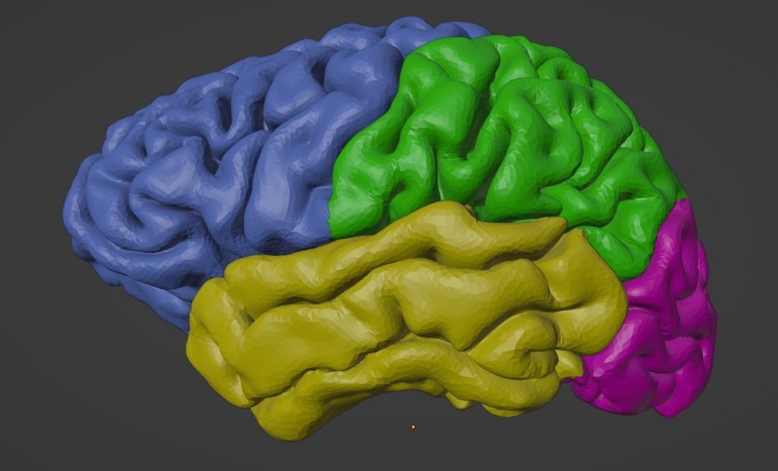 3D Right Brain Hemisphere Model 3D model | CGTrader