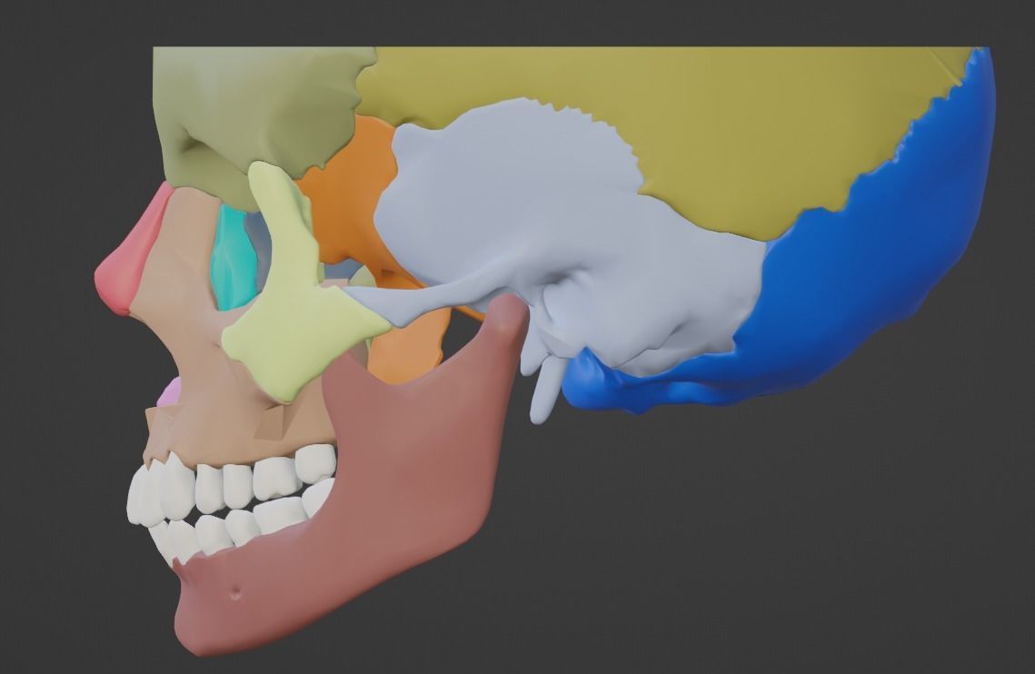 3D Model of Skull and Skull Bones 3D model | CGTrader