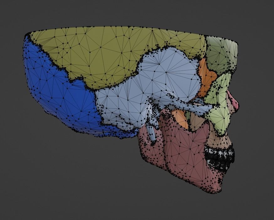 3D Model of Skull and Skull Bones 3D model | CGTrader