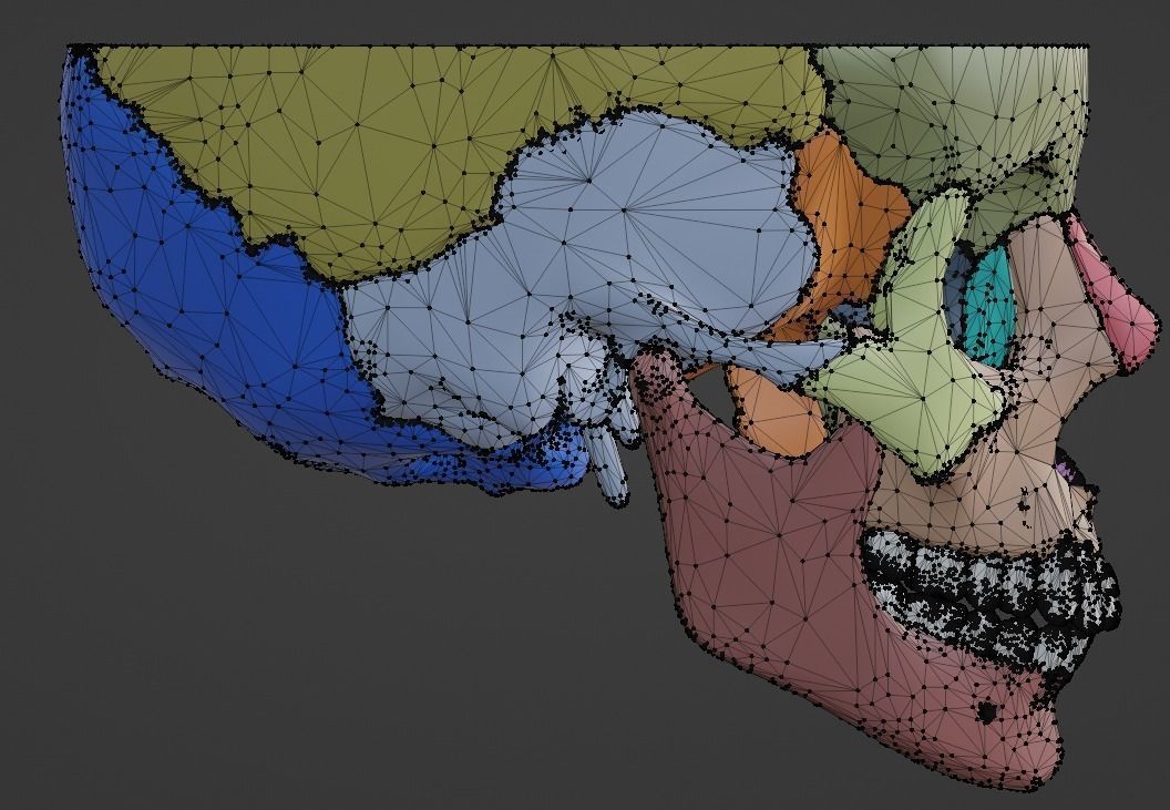 3D Model of Skull and Skull Bones 3D model | CGTrader