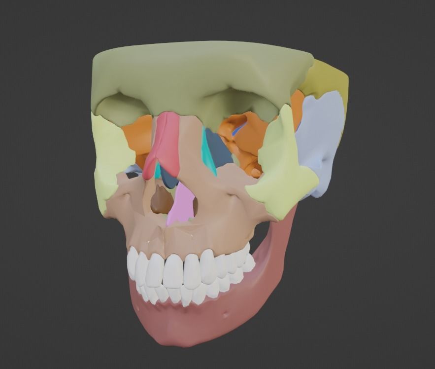 3D Model of Skull and Skull Bones 3D model | CGTrader