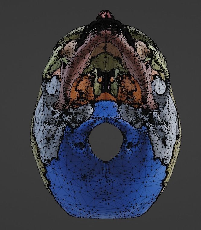 3D Model of Skull and Skull Bones 3D model | CGTrader