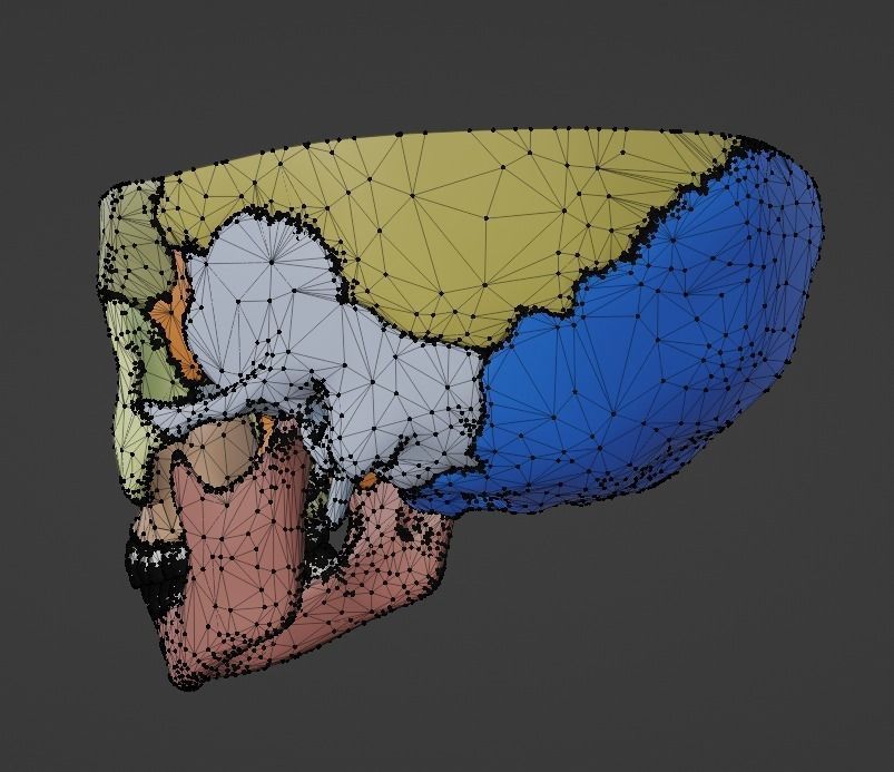 3D Model of Skull and Skull Bones 3D model | CGTrader