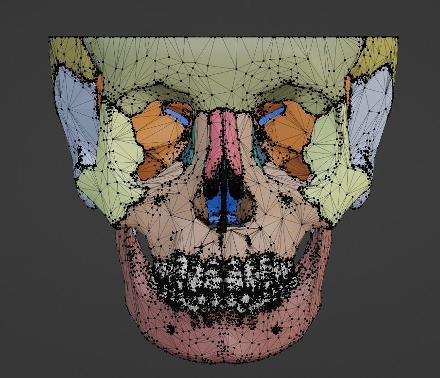 3D Model of Skull and Skull Bones 3D model | CGTrader