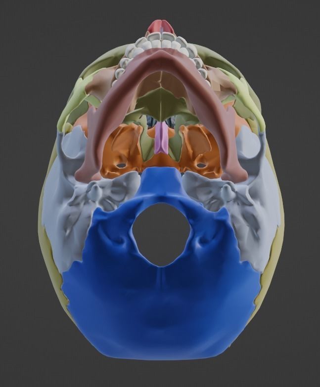 3D Model of Skull and Skull Bones 3D model | CGTrader
