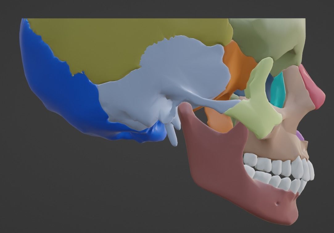 3D Model of Skull and Skull Bones 3D model | CGTrader