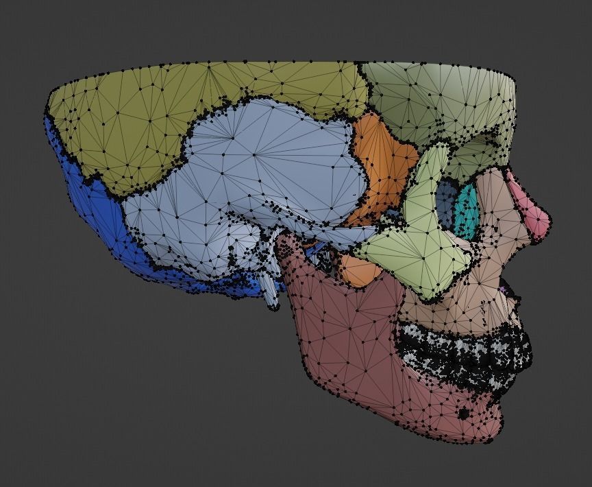 3D Model of Skull and Skull Bones 3D model | CGTrader