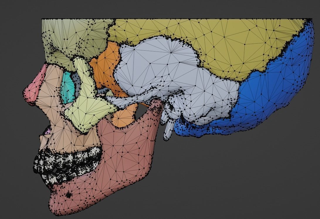 3D Model of Skull and Skull Bones 3D model | CGTrader