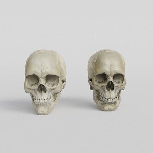 3D model 3D Realistic Human Skull model 3D model VR / AR / low-poly ...