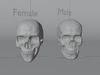 3D model 3D Realistic Human Skull model 3D model VR / AR / low-poly ...