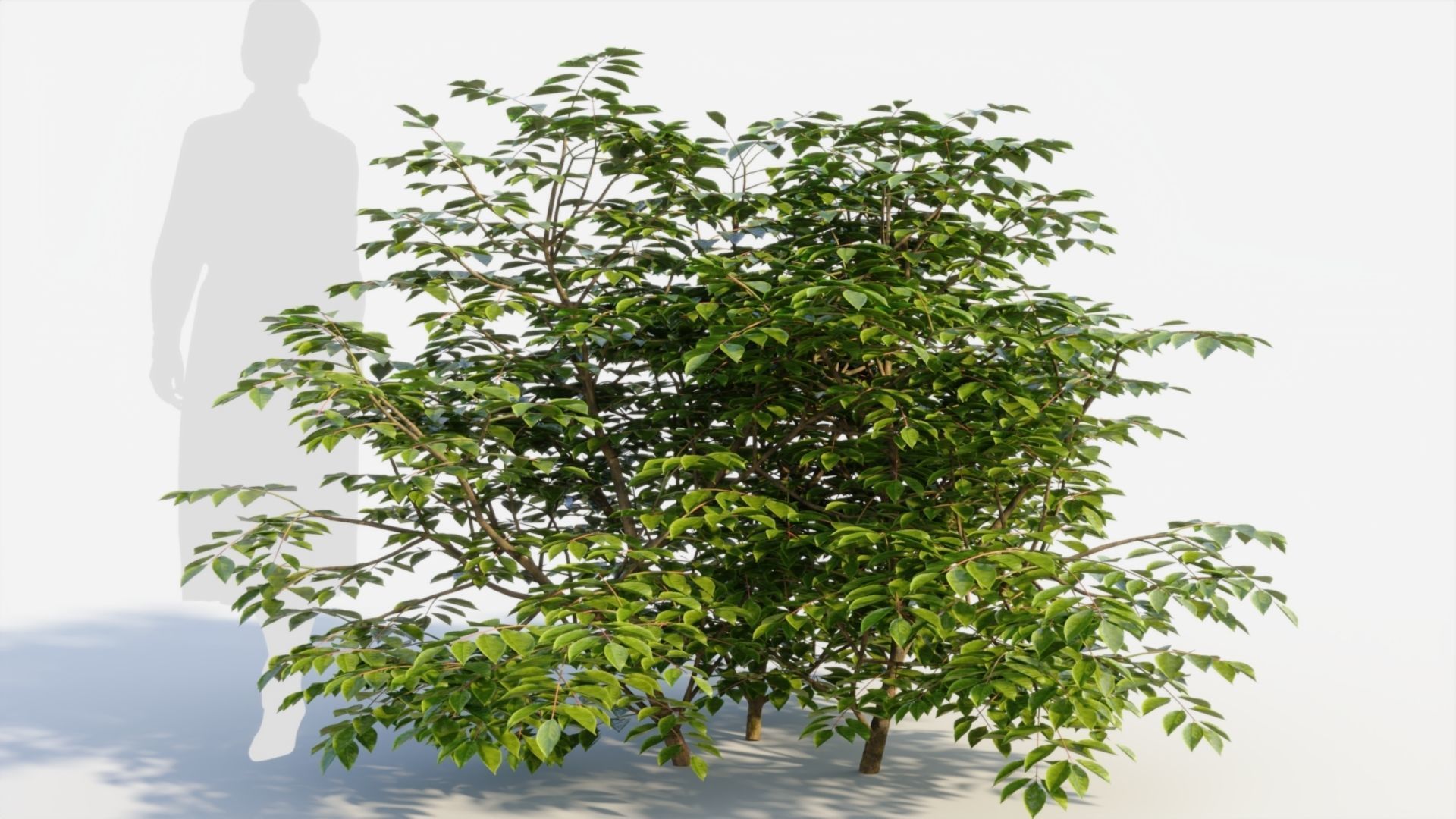 Sambucus nigra b 3D model | CGTrader