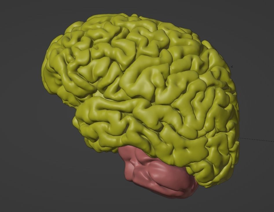 3D Model of Skull and Brain with Brain Stem 3D model | CGTrader
