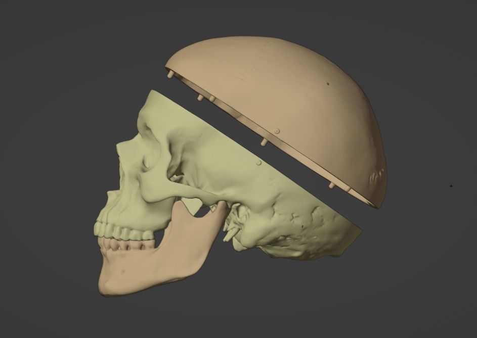 3D Model of Skull and Brain with Brain Stem 3D model | CGTrader