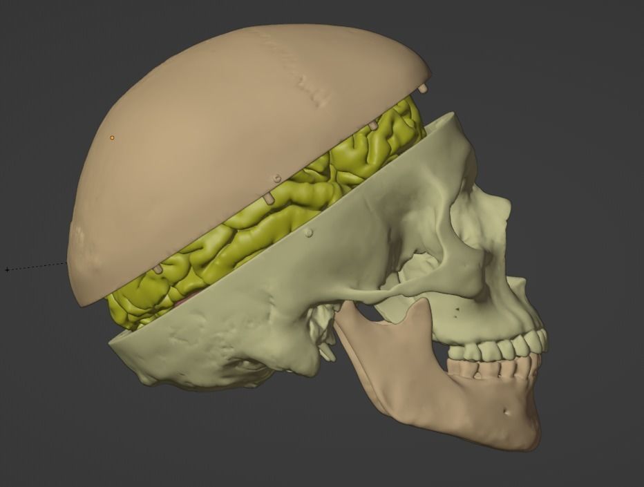 3D Model of Skull and Brain with Brain Stem 3D model | CGTrader