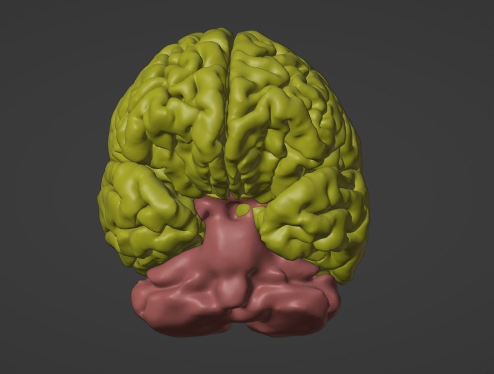 3D Model of Skull and Brain with Brain Stem 3D model | CGTrader