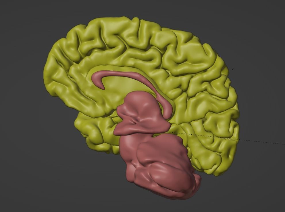 3D Model of Skull and Brain with Brain Stem 3D model | CGTrader