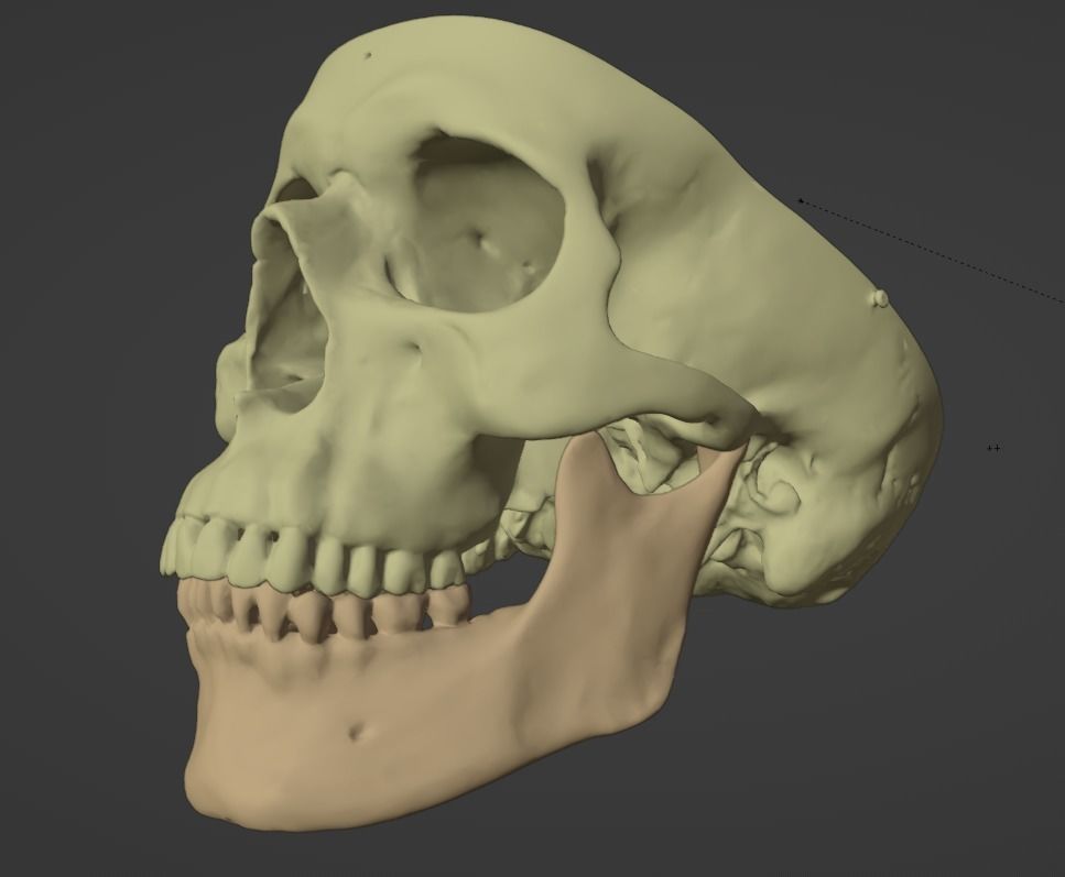 3D Model of Skull and Brain with Brain Stem 3D model | CGTrader