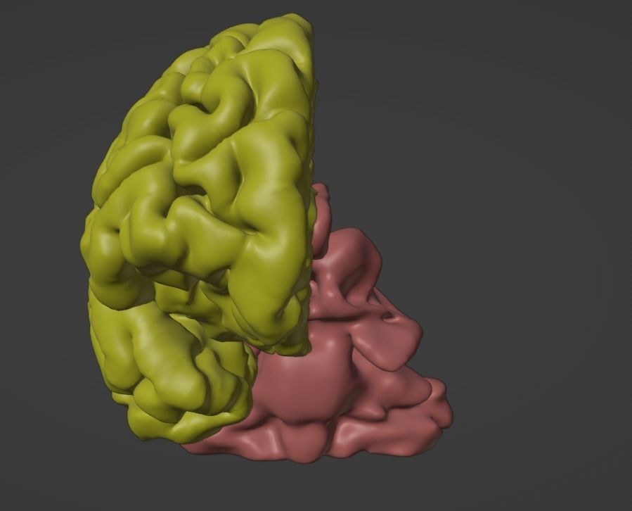 3D Model of Skull and Brain with Brain Stem 3D model | CGTrader