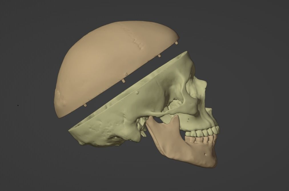 3D Model of Skull and Brain with Brain Stem 3D model | CGTrader