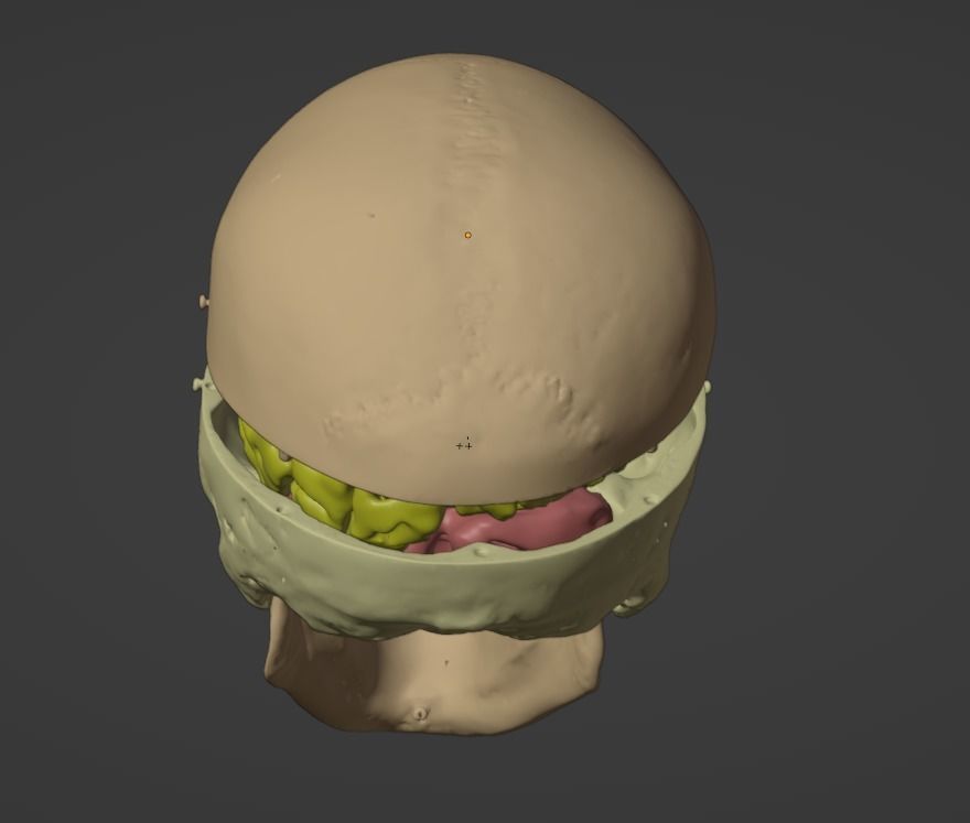 3D Model of Skull and Brain with Brain Stem 3D model | CGTrader