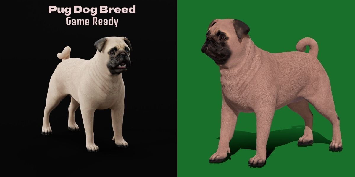 3D model Pug Dog Breed VR / AR / low-poly | CGTrader