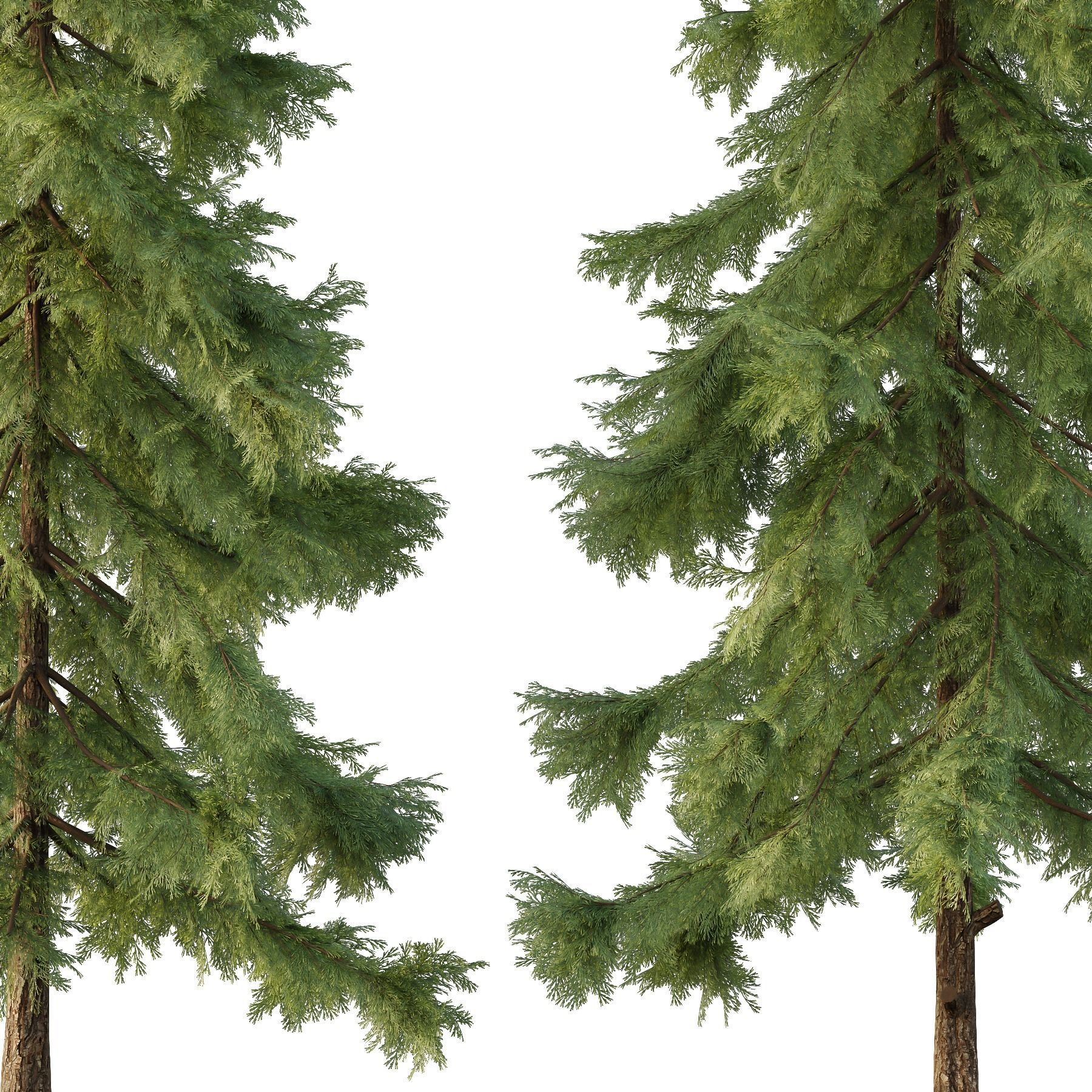 Alaska cedar Tree03 3D model | CGTrader