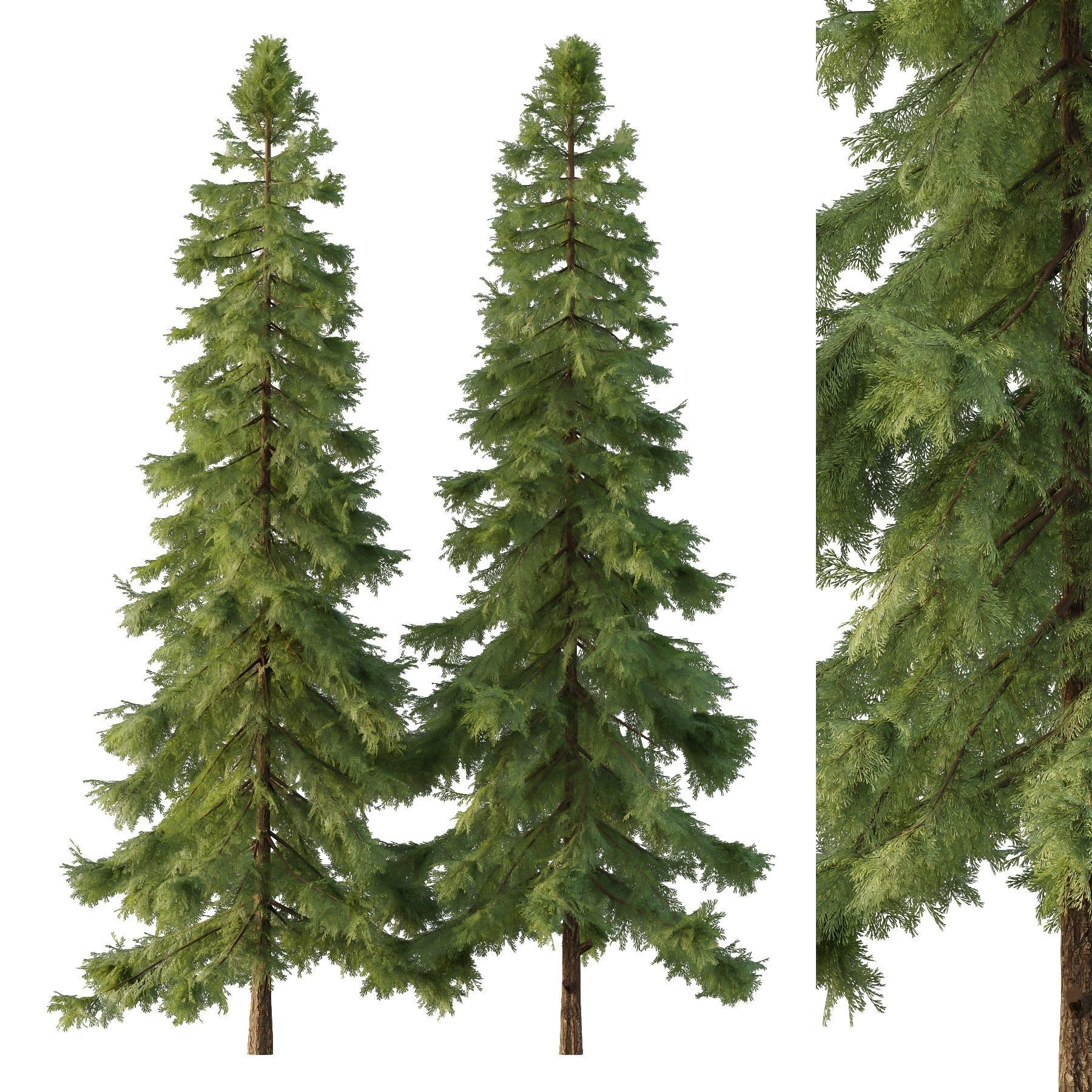 Alaska cedar Tree03 3D model | CGTrader