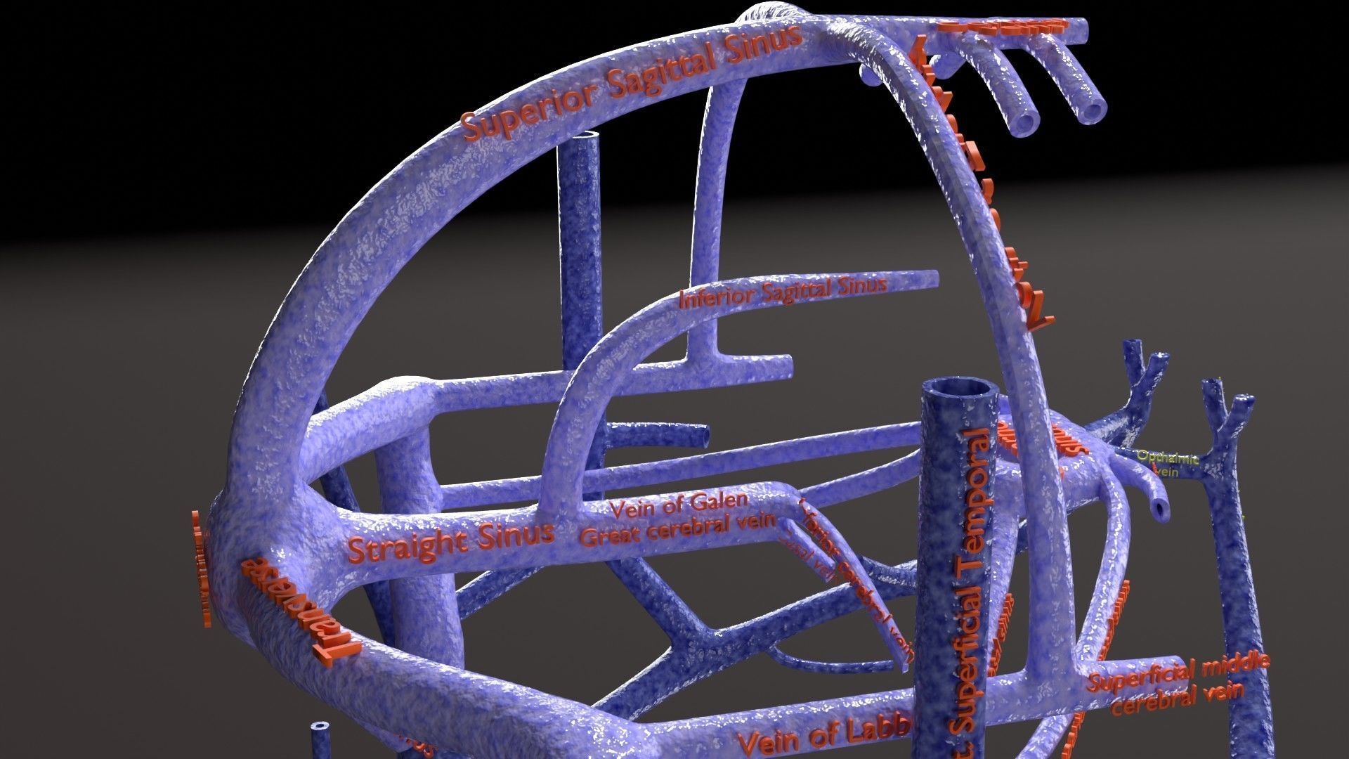 Human venous system schematic 3D 3D model | CGTrader