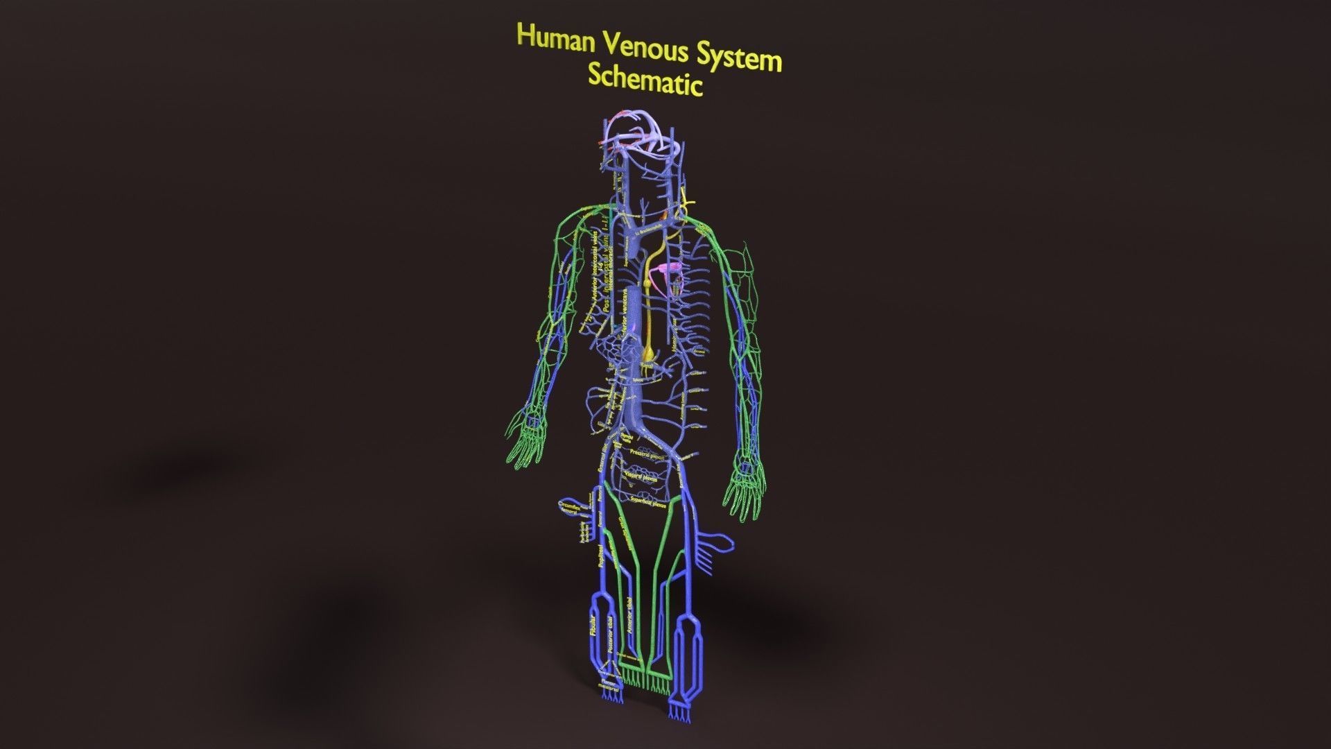 Human venous system schematic 3D 3D model | CGTrader
