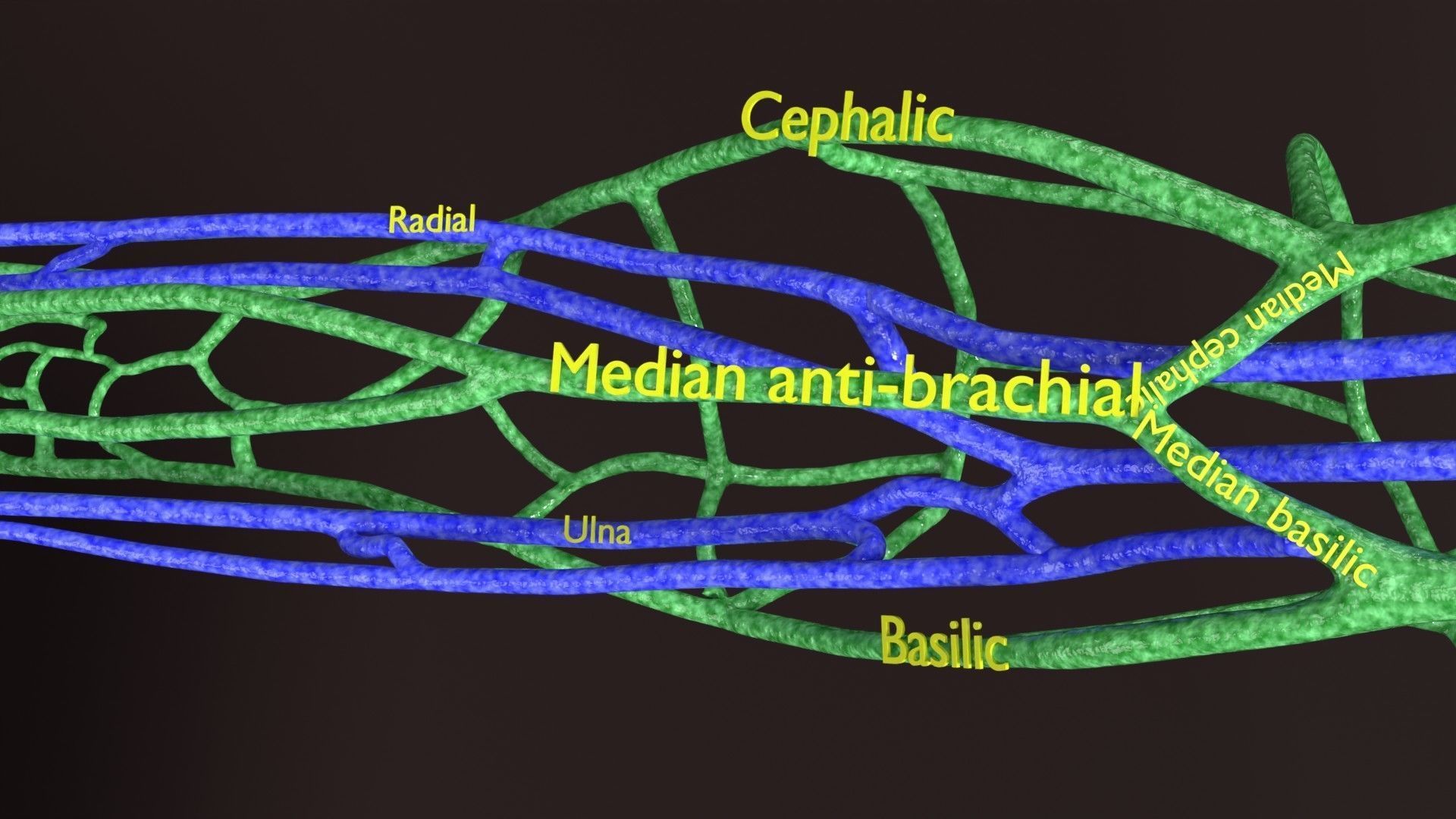 Human venous system schematic 3D 3D model | CGTrader