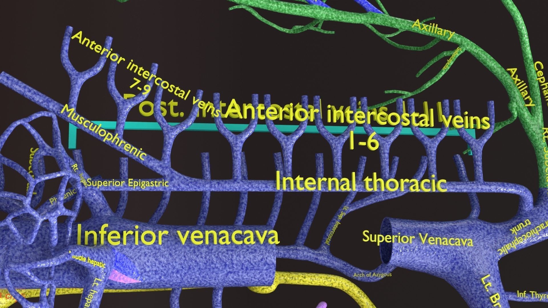 Human venous system schematic 3D 3D model | CGTrader