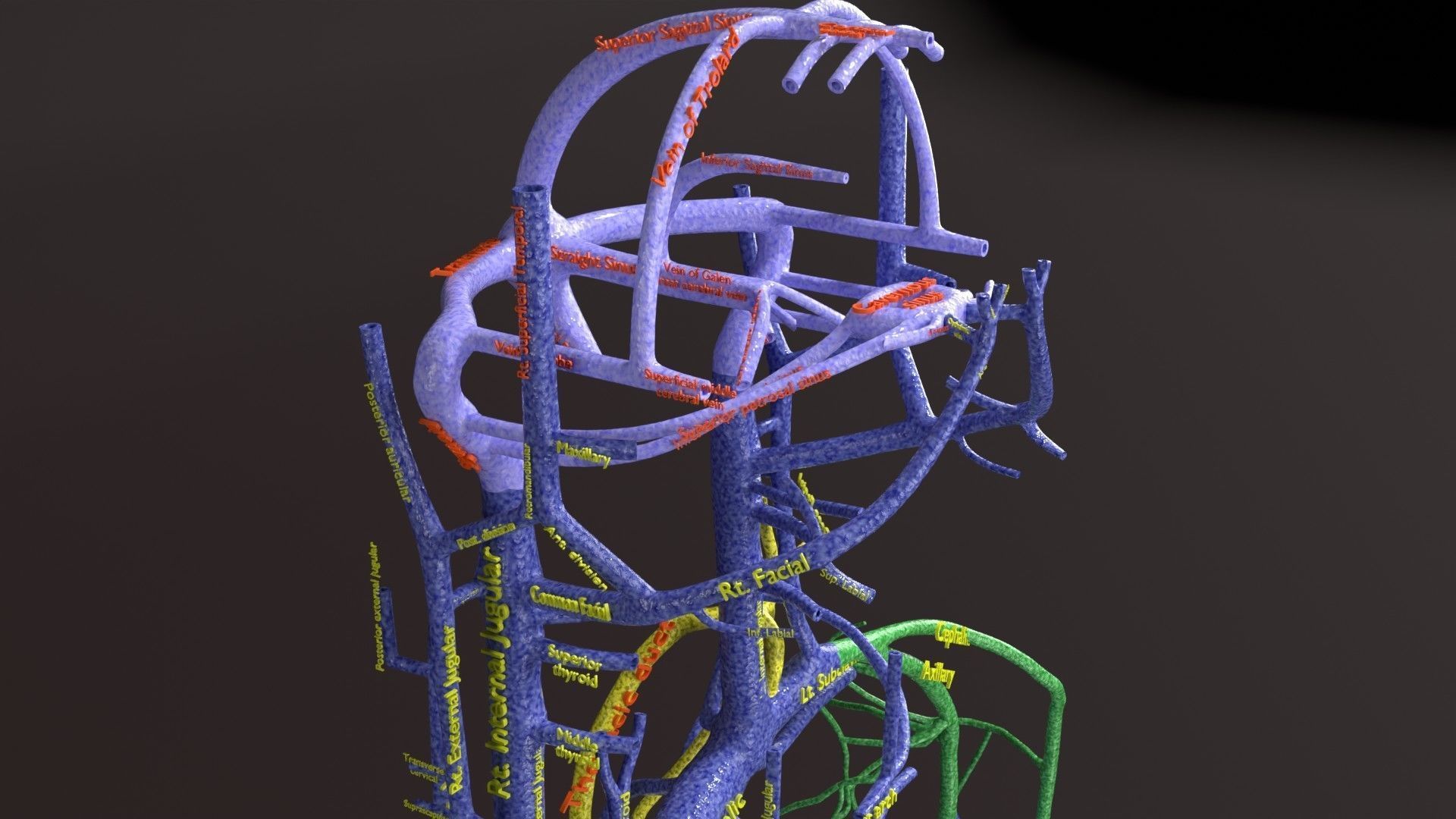 Human venous system schematic 3D 3D model | CGTrader