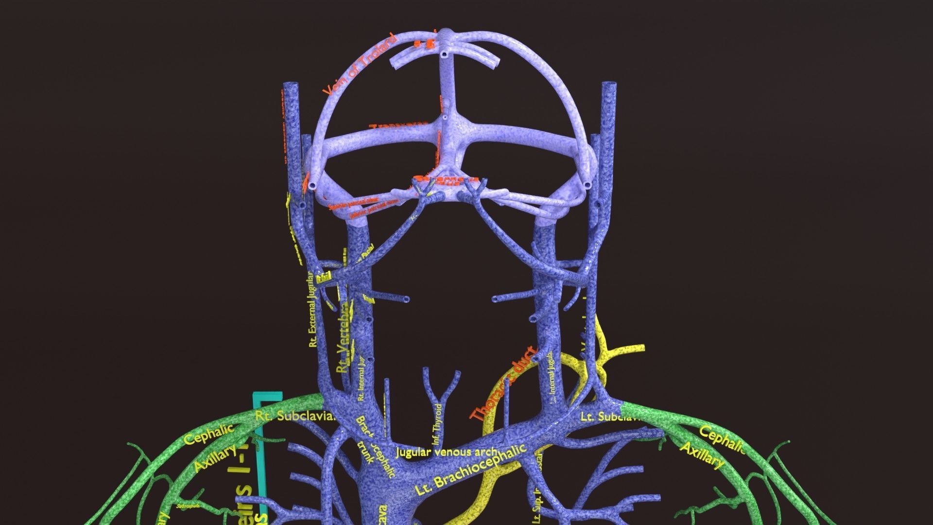 Human venous system schematic 3D 3D model | CGTrader