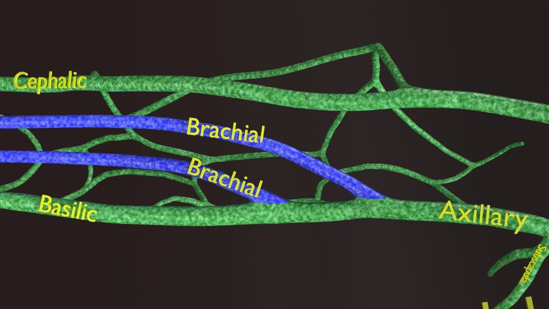 Human venous system schematic 3D 3D model | CGTrader