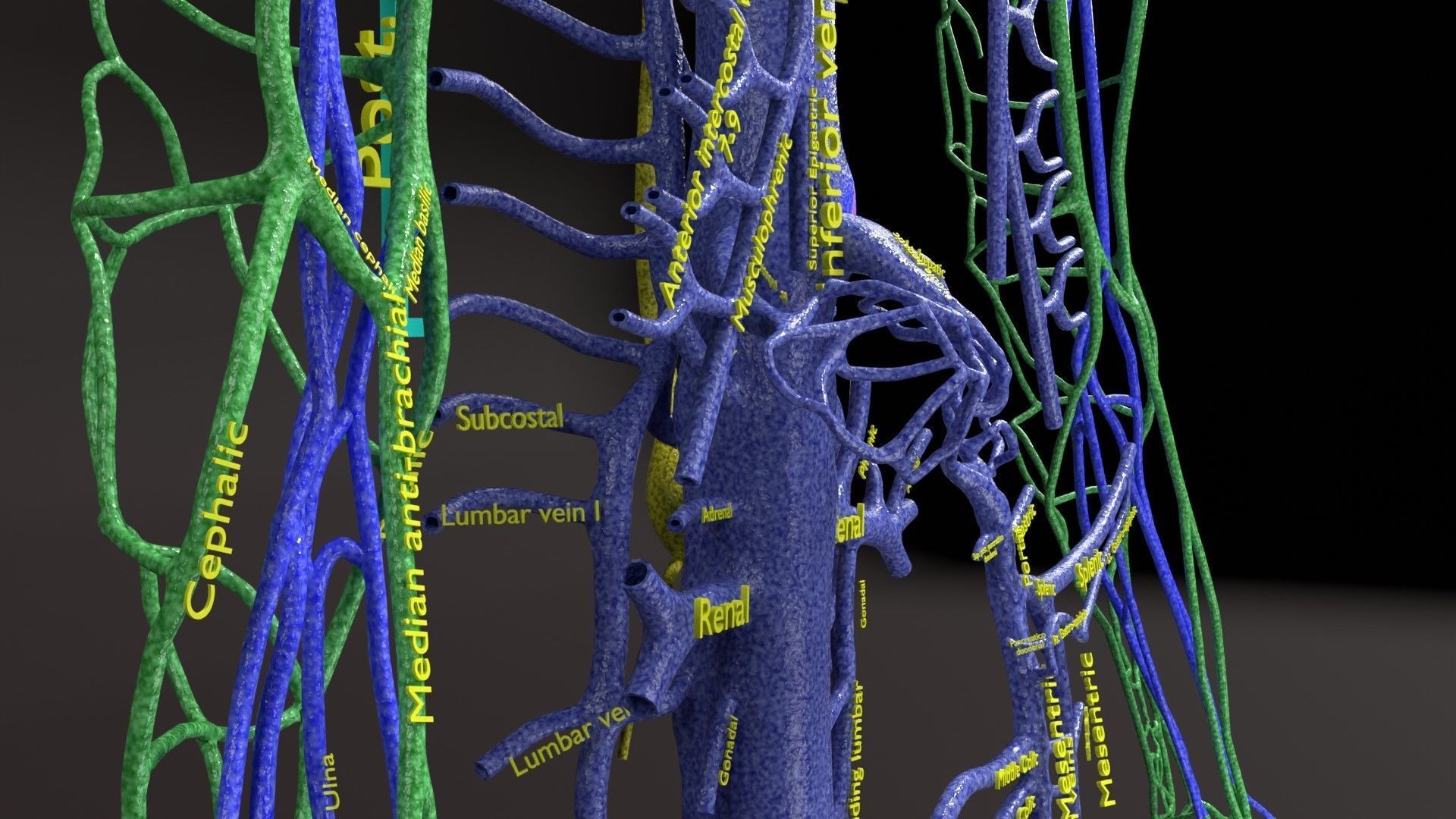 Human venous system schematic 3D 3D model | CGTrader