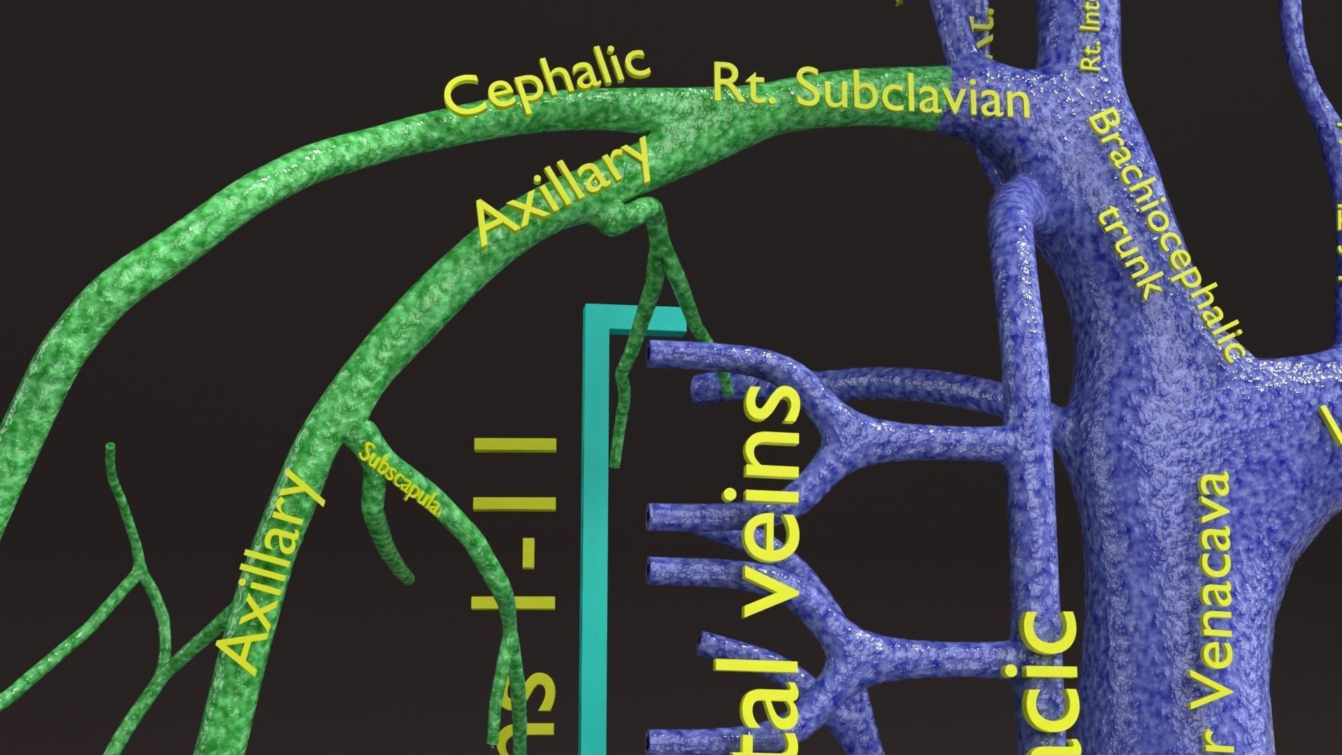 Human venous system schematic 3D 3D model | CGTrader
