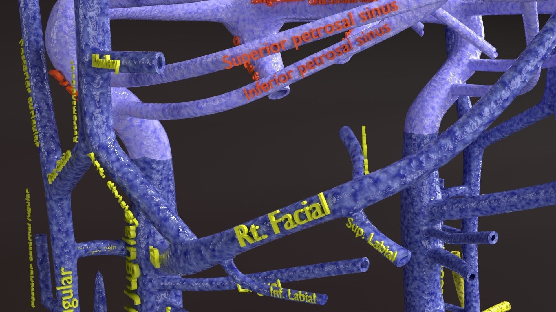 Human venous system schematic 3D 3D model | CGTrader