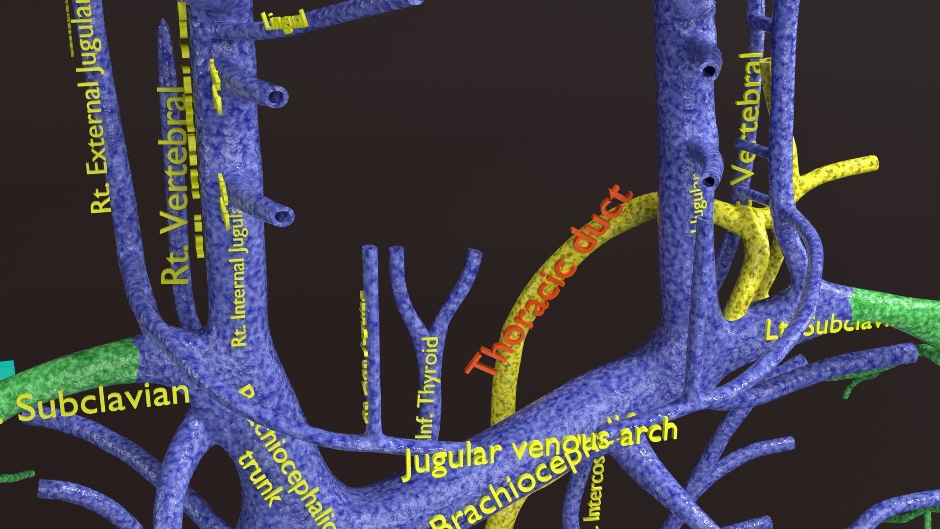 Human venous system schematic 3D 3D model | CGTrader
