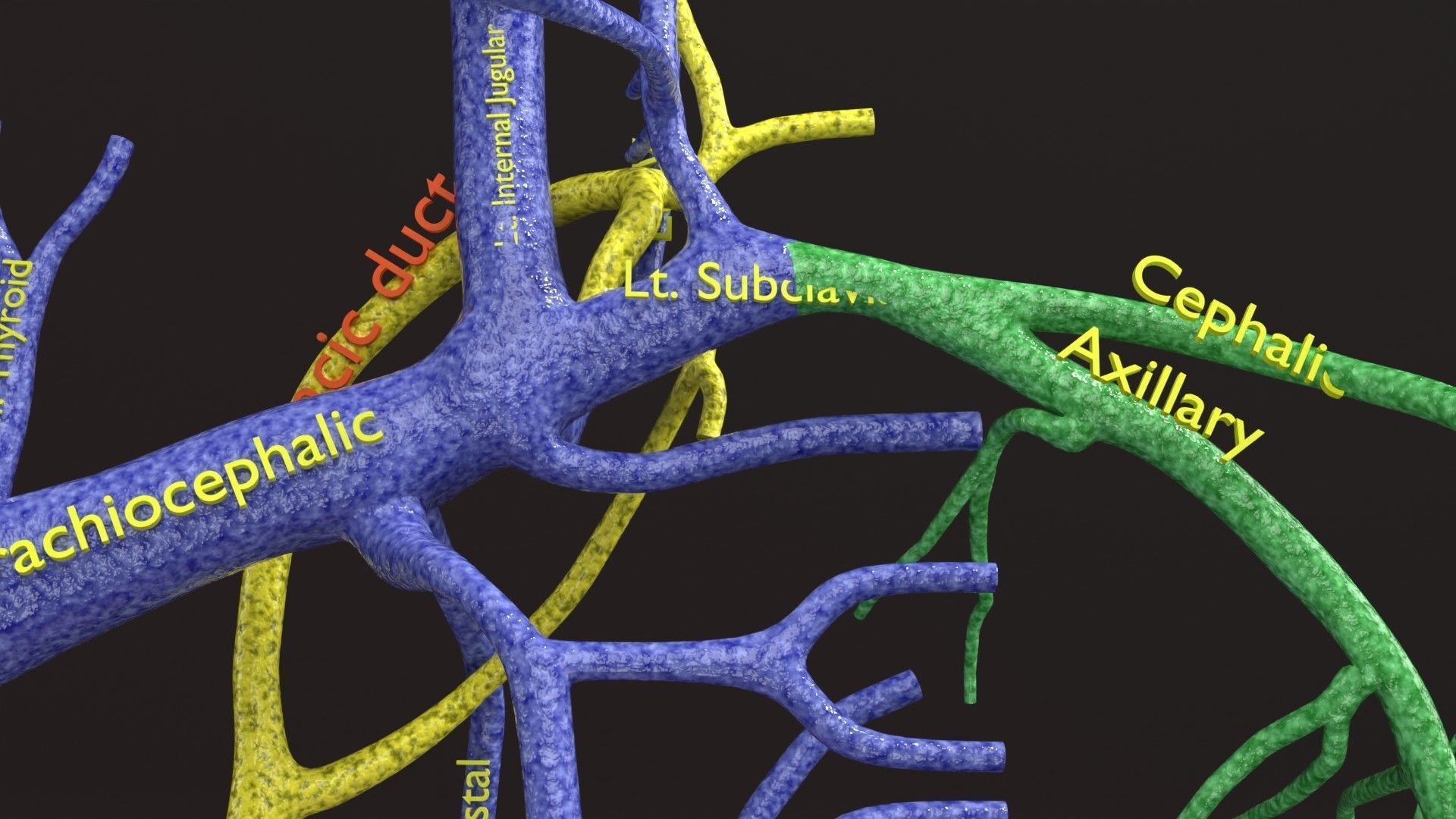 Human venous system schematic 3D 3D model | CGTrader