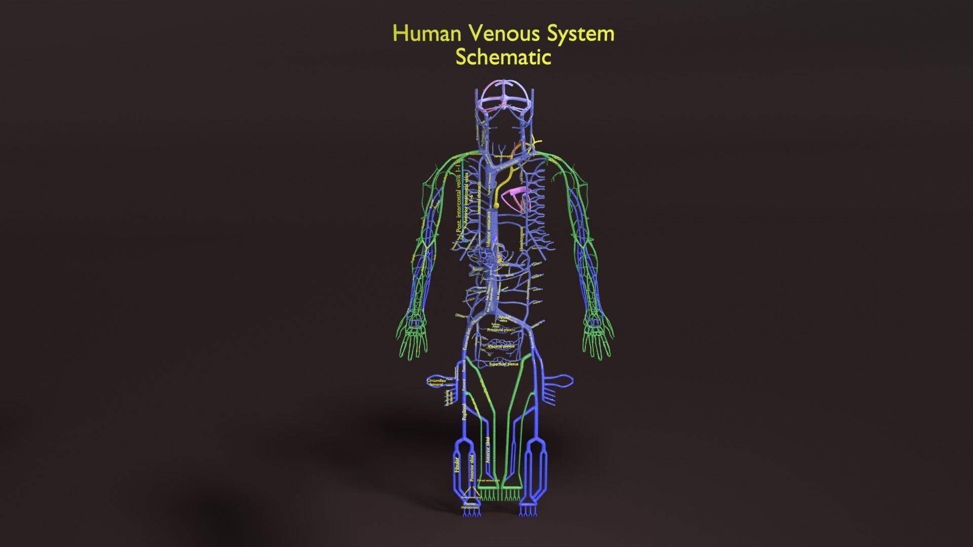 Human venous system schematic 3D 3D model | CGTrader