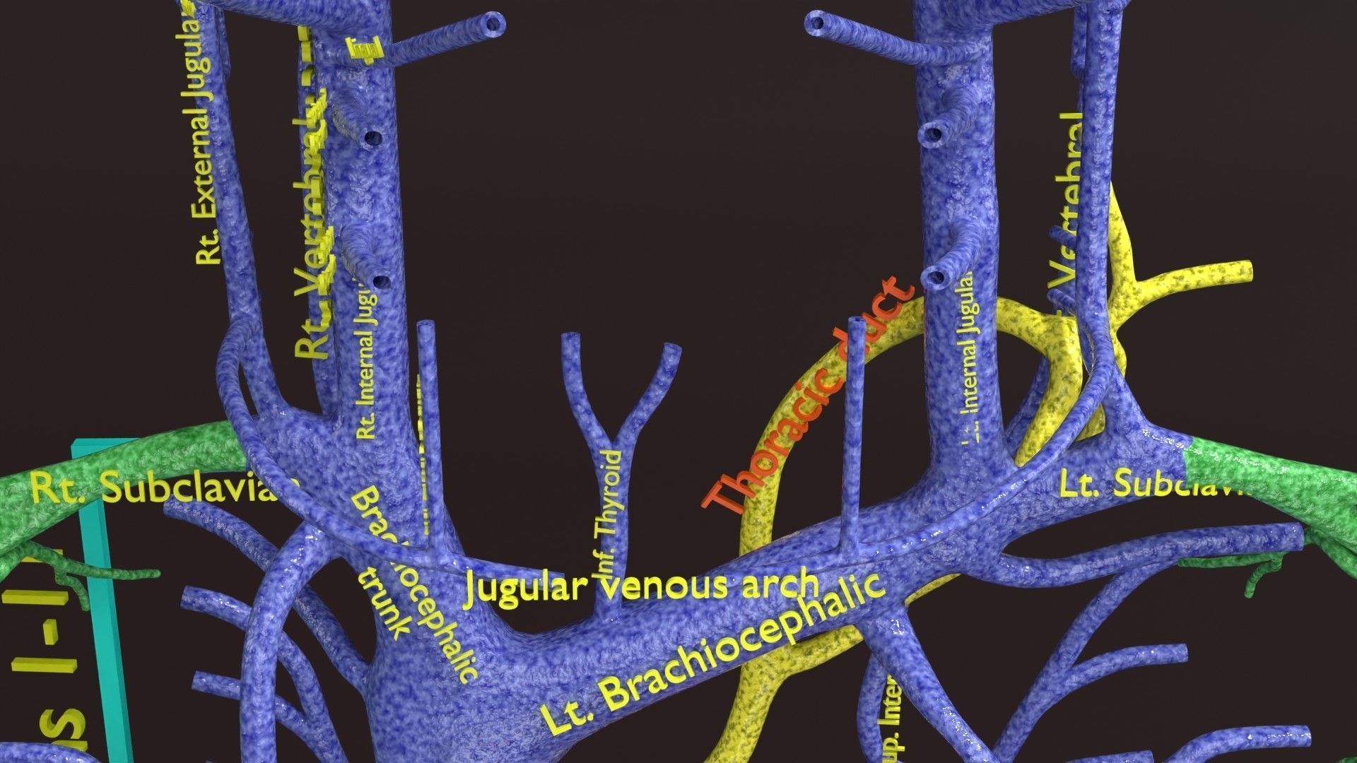 Human venous system schematic 3D 3D model | CGTrader